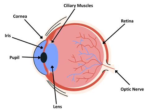 Eye Diagram Gcse Biology Explained With Examples