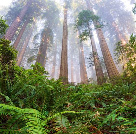 Landscaping With Redwood Trees Dawn Redwood Description Discovery