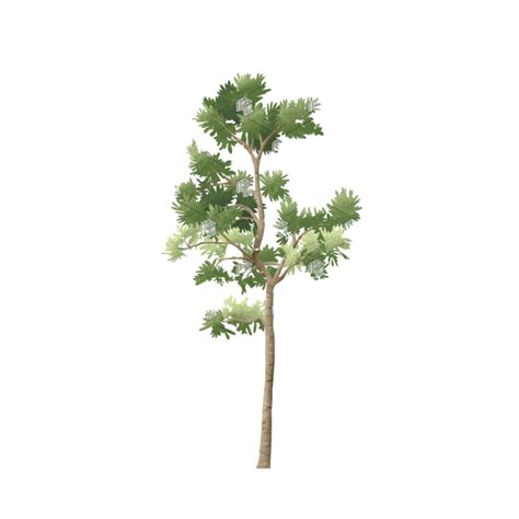 Tree For Architecture Free Image Png On Pnghq