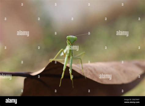 Deadly Green Mantis On Leaf Ready To Hunt On Prey Wild Green Mantis On