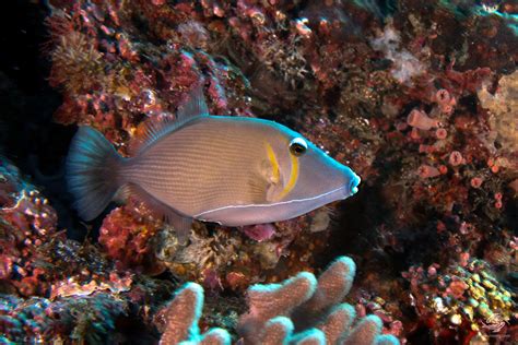 Triggerfish Interesting Facts And Photographs Seaunseen
