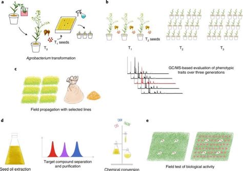 Insect Pest Management With Sex Pheromone Precursors From Engineered