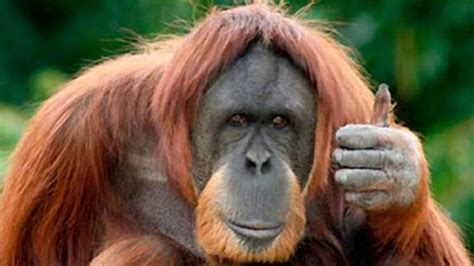 El Auge Y Caída Del Mayor Simio De Todos Los Tiempos