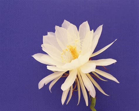 无人横图室内特写白天正面紫色背景盛开花蕾花花瓣花朵鲜花一朵白色花苞花蕊摄影影棚孔雀兰孔雀仙人掌
