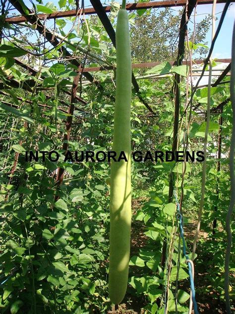 20 Italian Cucuzzi Edible Gourd Seeds Cucuzza Squash Non