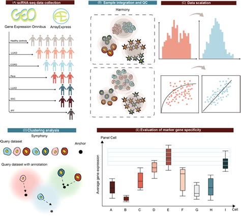 The Flowchart Showing The Process Of Scrna‐seq Data Collection A
