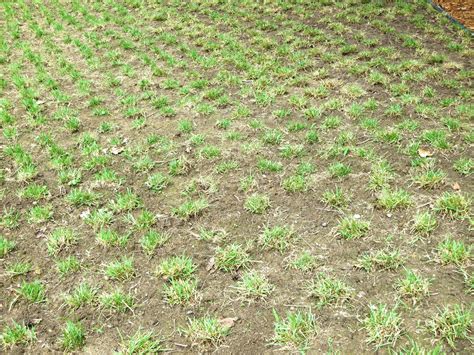 Zoysia Grass Plugs