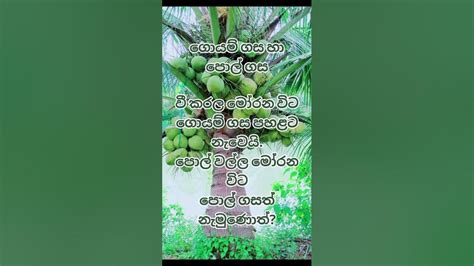 පොතක් කියවමු Audiobooks නිසදැස් සිංහල ගොයම් පොල් ගස Youtube