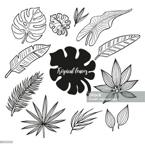 이국적인 열대 잎으로 손으로 그린 세트입니다 낙서 스타일에서 흰색 배경에 격리 된 검은 색 윤곽선 카드 소셜 미디어 배너 스티커 디자인에 대한 귀여운 요소 벡터