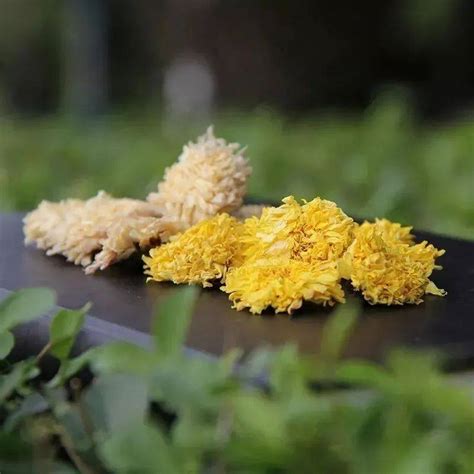 小家科普 菊花虽好却禁不起熏 硫磺