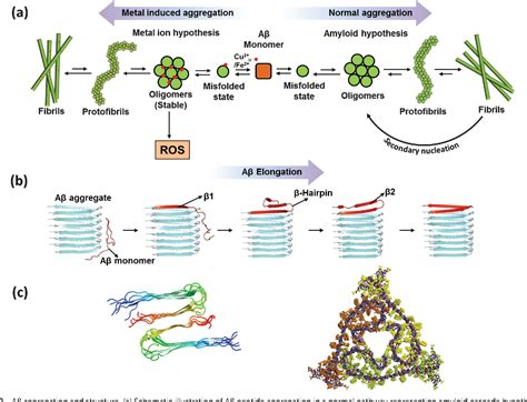 Figure 2 From Function And Toxicity Of Amyloid Beta And Recent