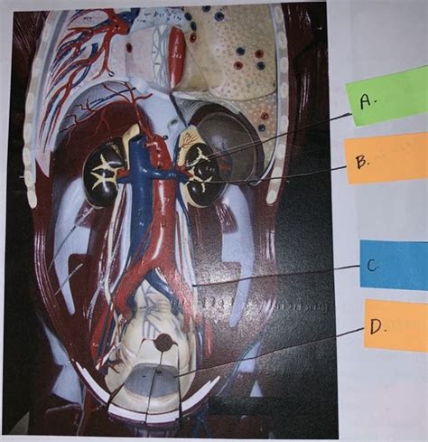Urinary System Flashcards Quizlet