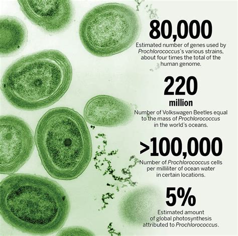 Prochlorococcus The Microbe Supplying 5 Of The Worlds Photosynthesis