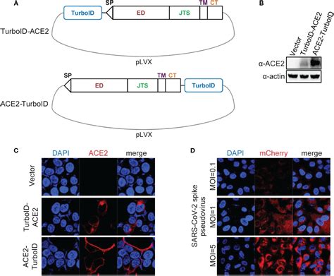 Frontiers Turboid Mediated Proximity Labeling Technologies To Identify Virus Co Receptors