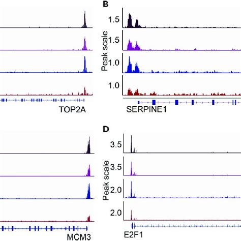 ATAC Seq Tracks Of Represented Genes ATAC Seq Tracks Of TOP2A Download Scientific Diagram