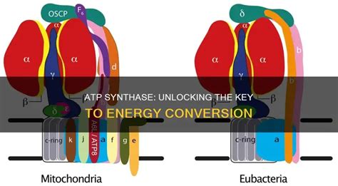 Atp Synthase Unlocking The Key To Energy Conversion Medshun
