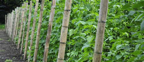 Iaes Cgiar Independent Advisory And Evaluation Services