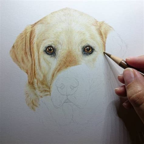 Собака рисунок карандашом легкий 82 фото