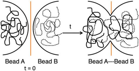 Interdiffusion Of Polymer Chains Across Bead Interfaces Copyright Download Scientific Diagram