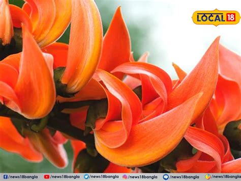 Vastu Tips পলাশ ফুলের এই সহজ টোটকায় জীবনে ঘটবে ম্যাজিক ভাসবেন সুখের