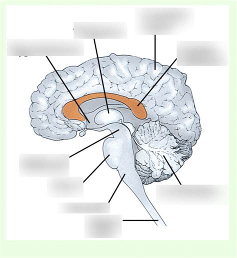 Brain Basics 3 0 Diagram Quizlet