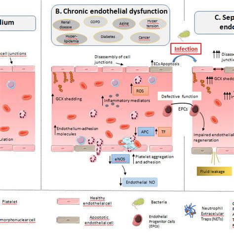 Pdf Acute On Chronic Endothelial Dysfunction In Sepsis Translational