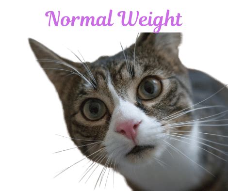 Cat Bmi Calculator A Handy Tool For Every Cat Owner