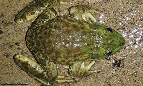 Palaka Abante Tonite