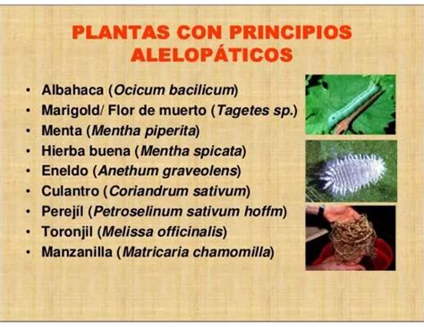 Allelopathy What Is It Types And Examples