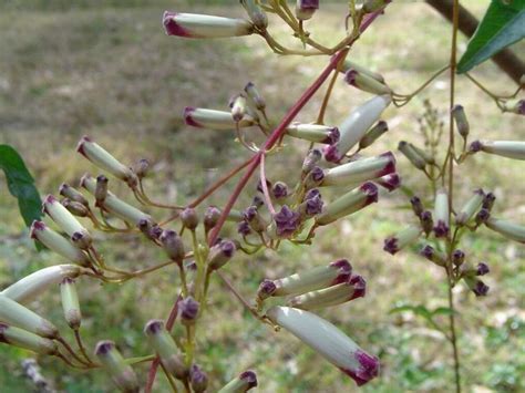 Australian Bignoniaceae