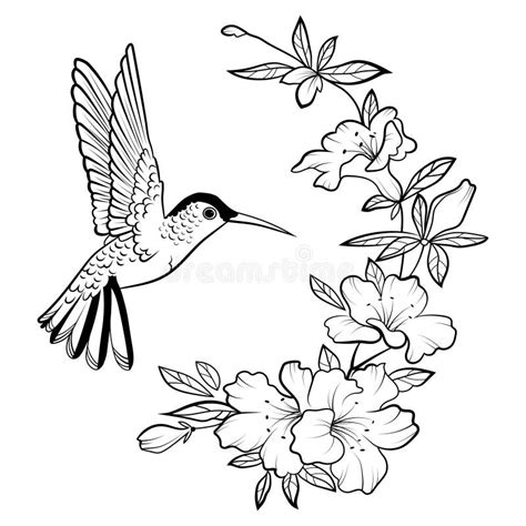Hummingbird Line Art Stock Illustrations 3 997 Hummingbird Line Art