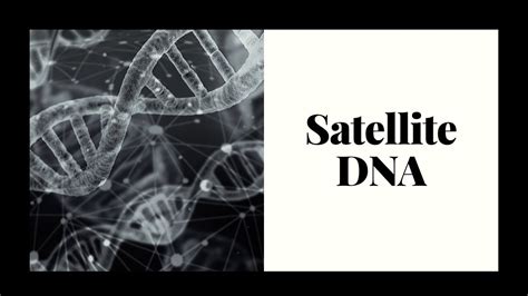 What Is Satellite Dna Microsatellite Minisatellite Vntrs Youtube