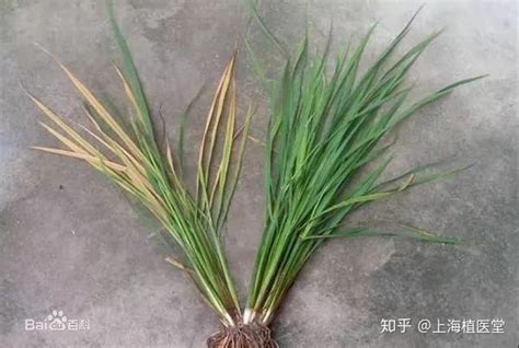 病虫害科普丨水稻黄矮病的危害与防治 知乎