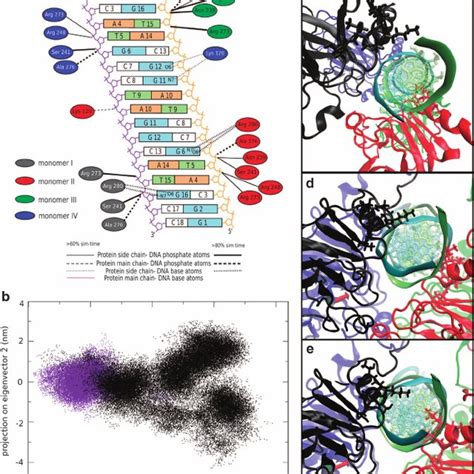 A Direct Protein Dna Interactions In The P53 Tetramer B 2d