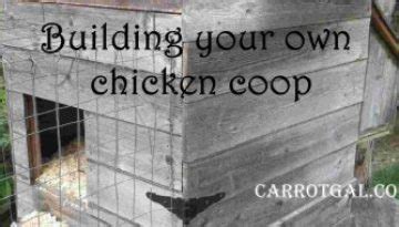 Building Your Own Chicken Coop