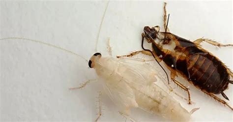 Por Qué Deberías Preocuparte Si Aparecen Cucarachas Blancas En Tu Cocina Infobae
