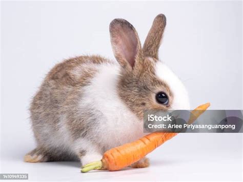 흰색 바탕에 아기 당근을 먹는 귀여운 아기 토끼 어린 토끼의 사랑스러운 행동 토끼에 대한 스톡 사진 및 기타 이미지 토끼 먹기 당근 Istock