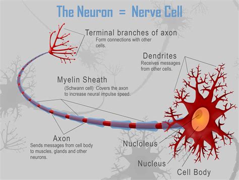Figure 103 The Neuron Principles Of Learning And Behavior