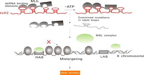Figure 3 From Understanding The Functions Of Long Non Coding Rnas