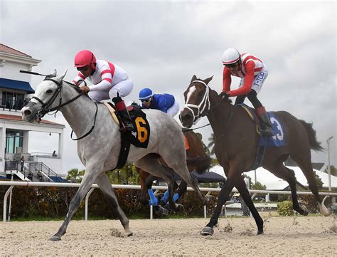 Florida Bred Dancing N Dixie Looks For Better Racing Luck In Florida