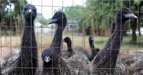 Are Emus Easy To Farm Reality Check For Australians