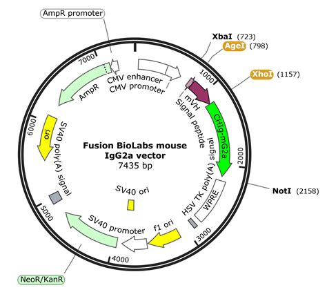 Pfb Chig Mg2a High Level Antibody Expression Vector Fusion Biolabs