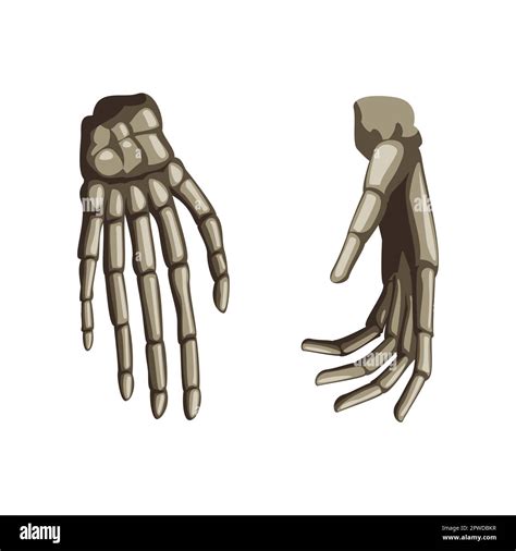 Realistic Human Skeleton Hands Cartoon Illustration Stock Vector Image