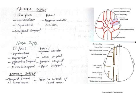 Notes On Scalp Anatomy And Applied Notes Learnpick India