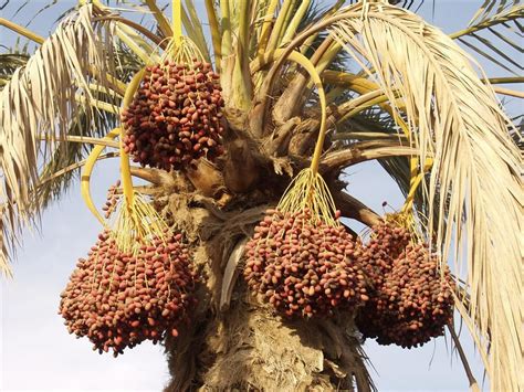 ☑ Quel Arbre Donne Des Dattes