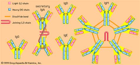 The Five Antibody Classes Download Scientific Diagram