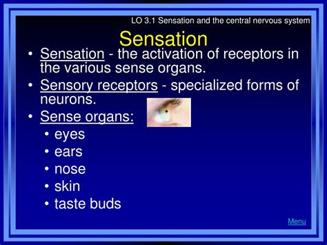 Ppt Sensation And Perception Powerpoint Presentation Free Download