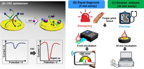 Electrochemical Cbz Aptasensor Overview A Sensing Scheme Of The Cbz