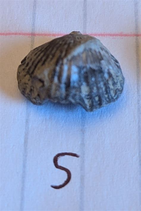 Brachiopod Identification Fossil Id The Fossil Forum