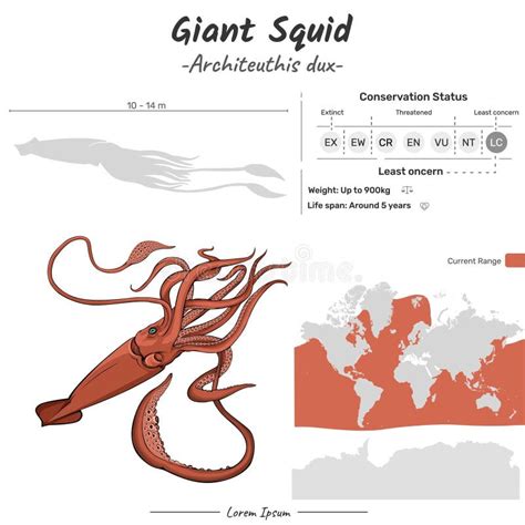 Squid Infographic Stock Illustrations 220 Squid Infographic Stock